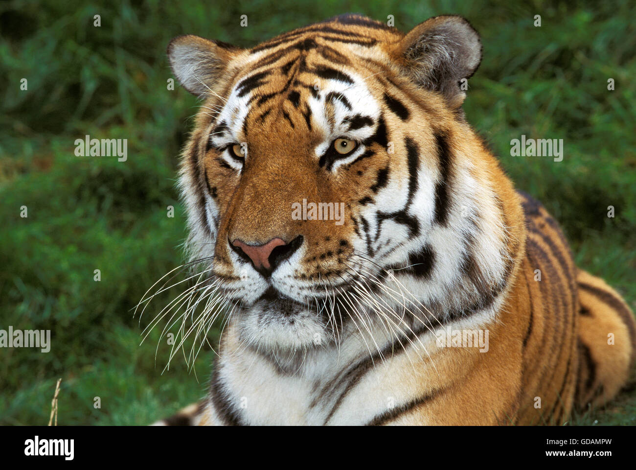 SIBERIAN TIGER panthera tigris altaica, PORTRAIT OF ADULT Stock Photo - Alamy