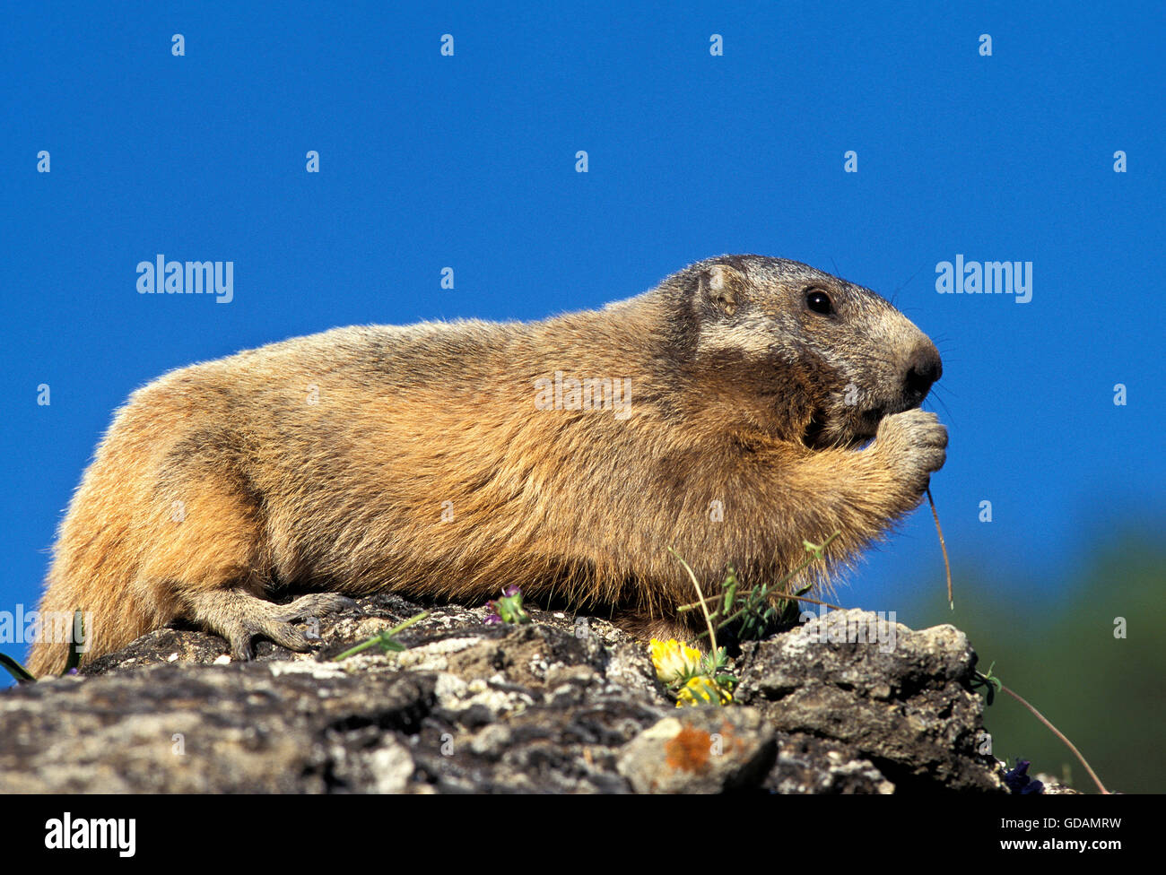Alpine Marmot, marmota marmota, Adult on Rocks, Eating Plant, Alps in ...