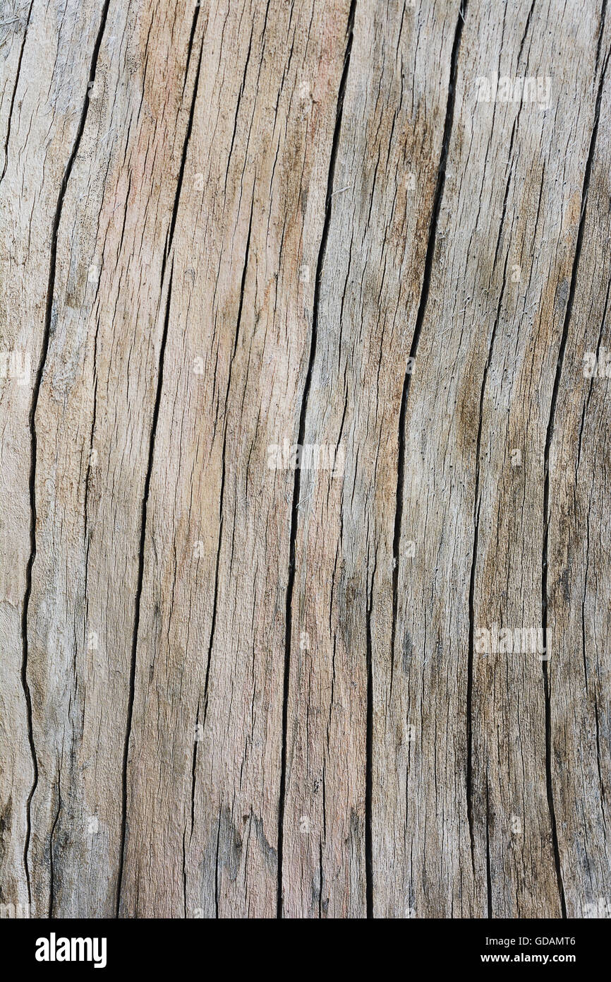 old dry wood. wooden texture pattern , suitable for background Stock ...