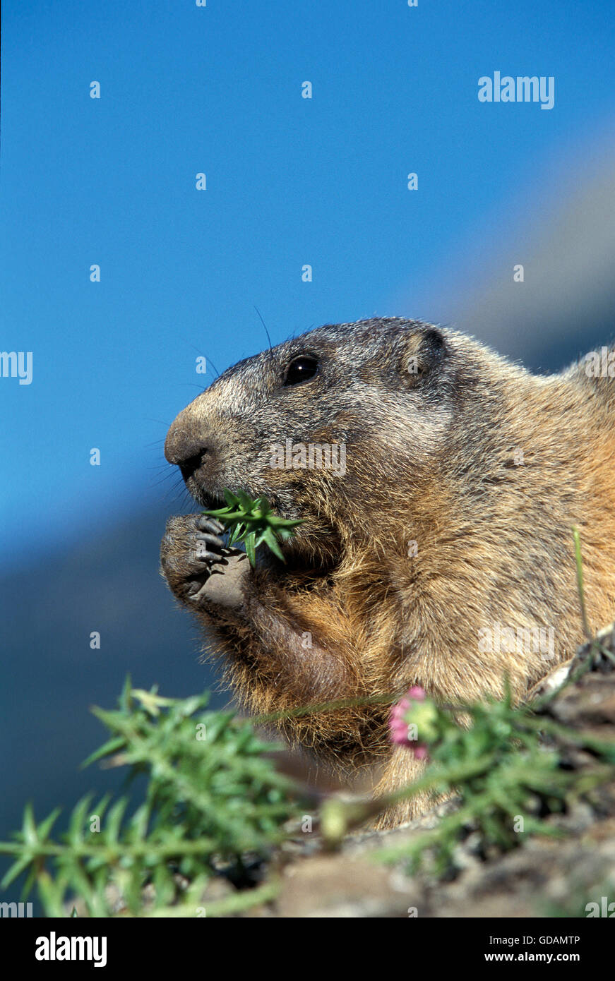 ALPINE MARMOT marmota marmota, ADULT EATING DANDELION Stock Photo - Alamy