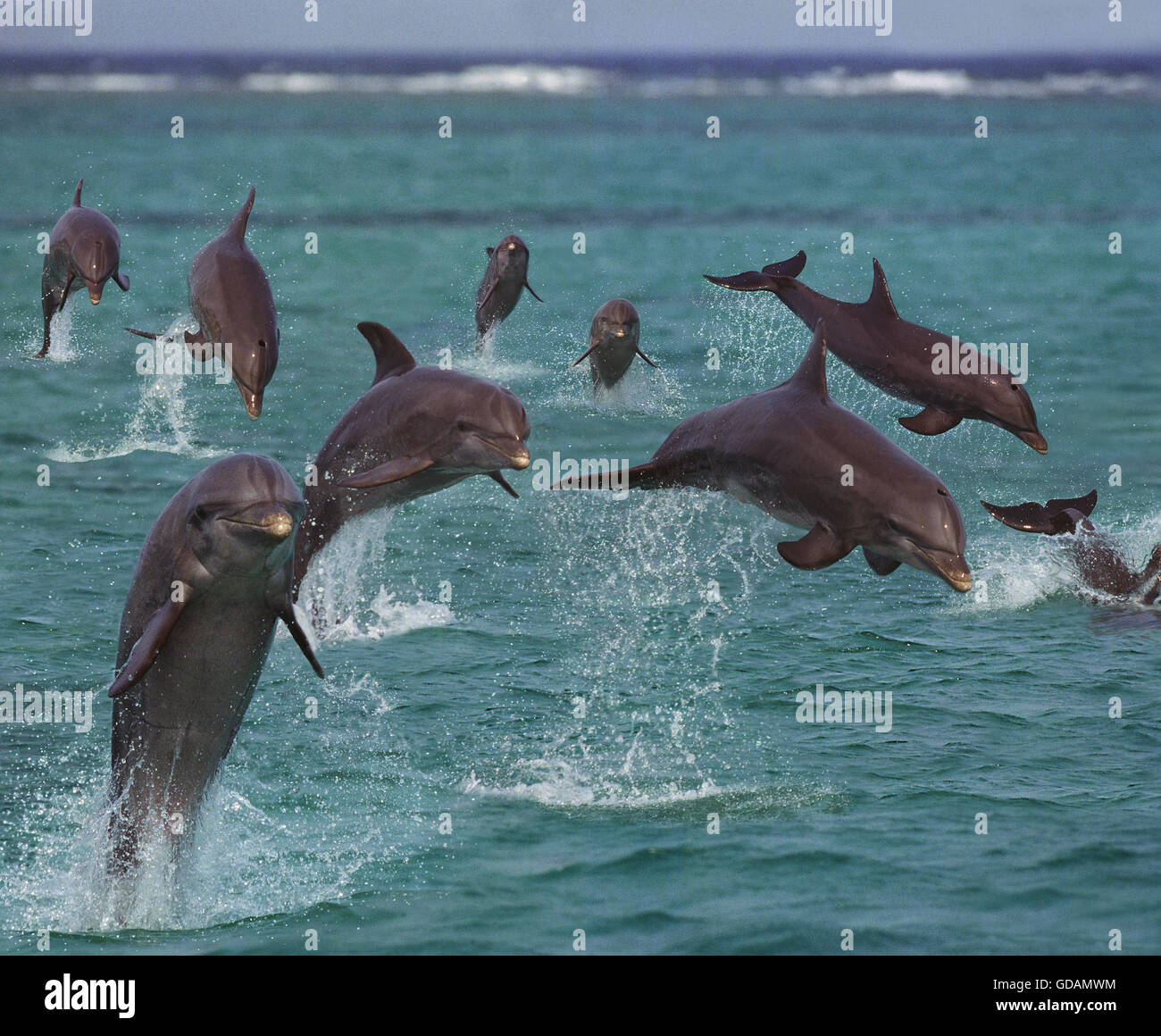 Bottlenose Dolphins Stock Photos & Bottlenose Dolphins Stock Images - Alamy