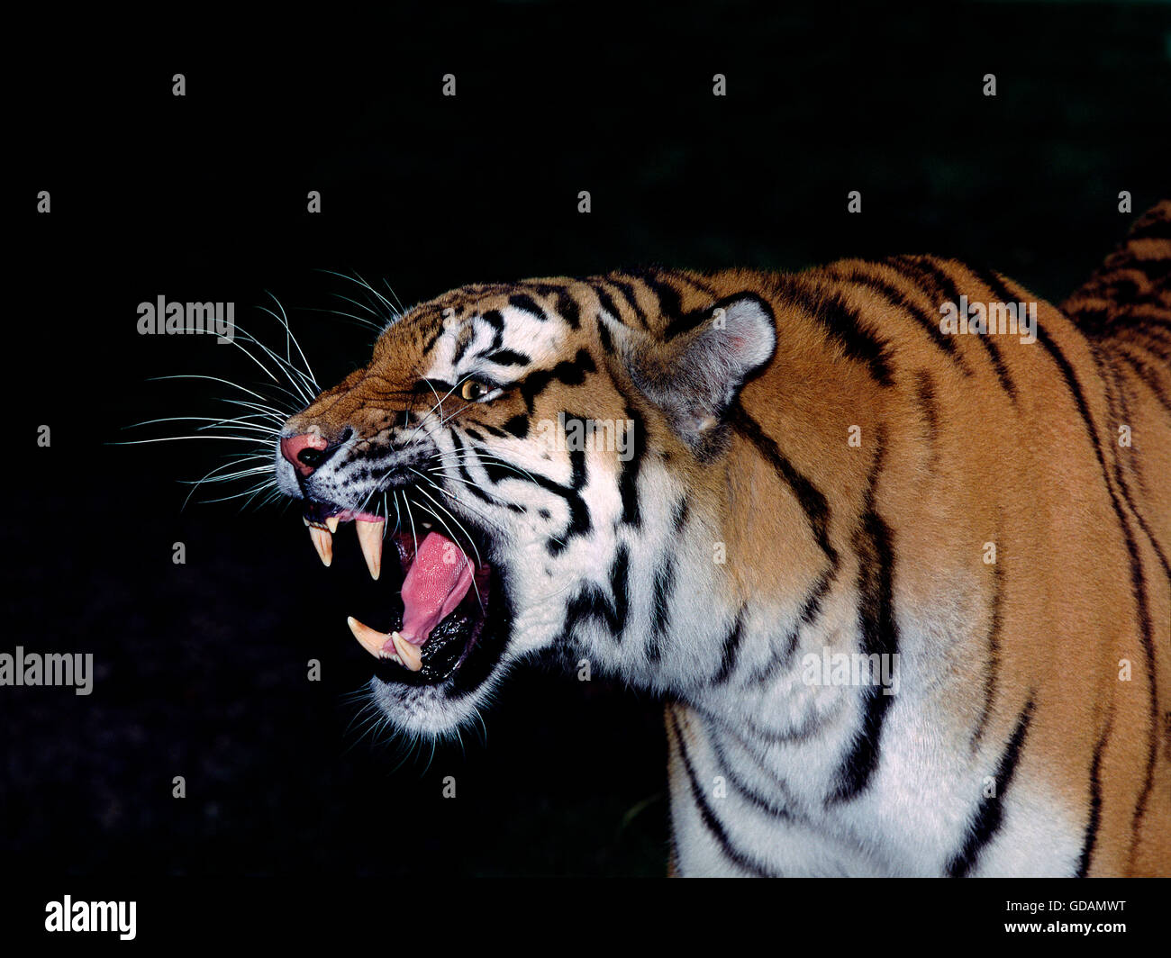 Tiger defending prey hi-res stock photography and images - Alamy