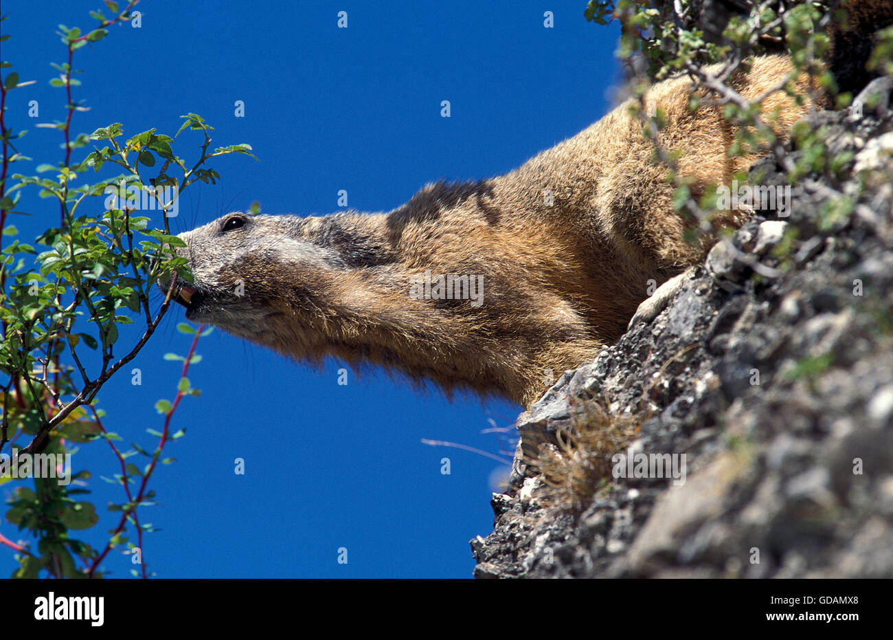 Alpine Marmot, marmota marmota, Adult Eating, on Rocks Stock Photo - Alamy
