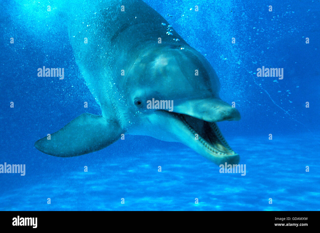 Bottlenose Dolphin, tursiops truncatus, Adult calling Stock Photo - Alamy