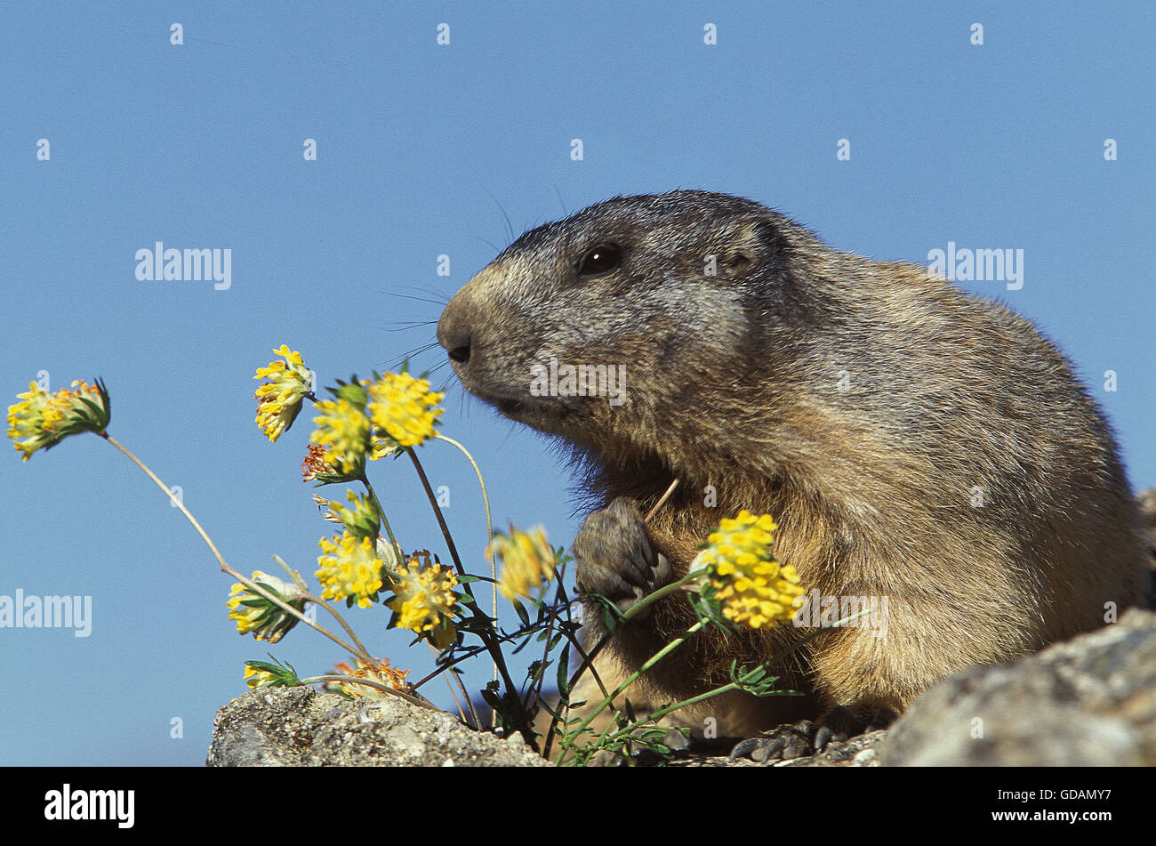 ALPINE MARMOT marmota marmota, ADULT WITH YELLOW FLOWERS, FRENCH ALPS ...