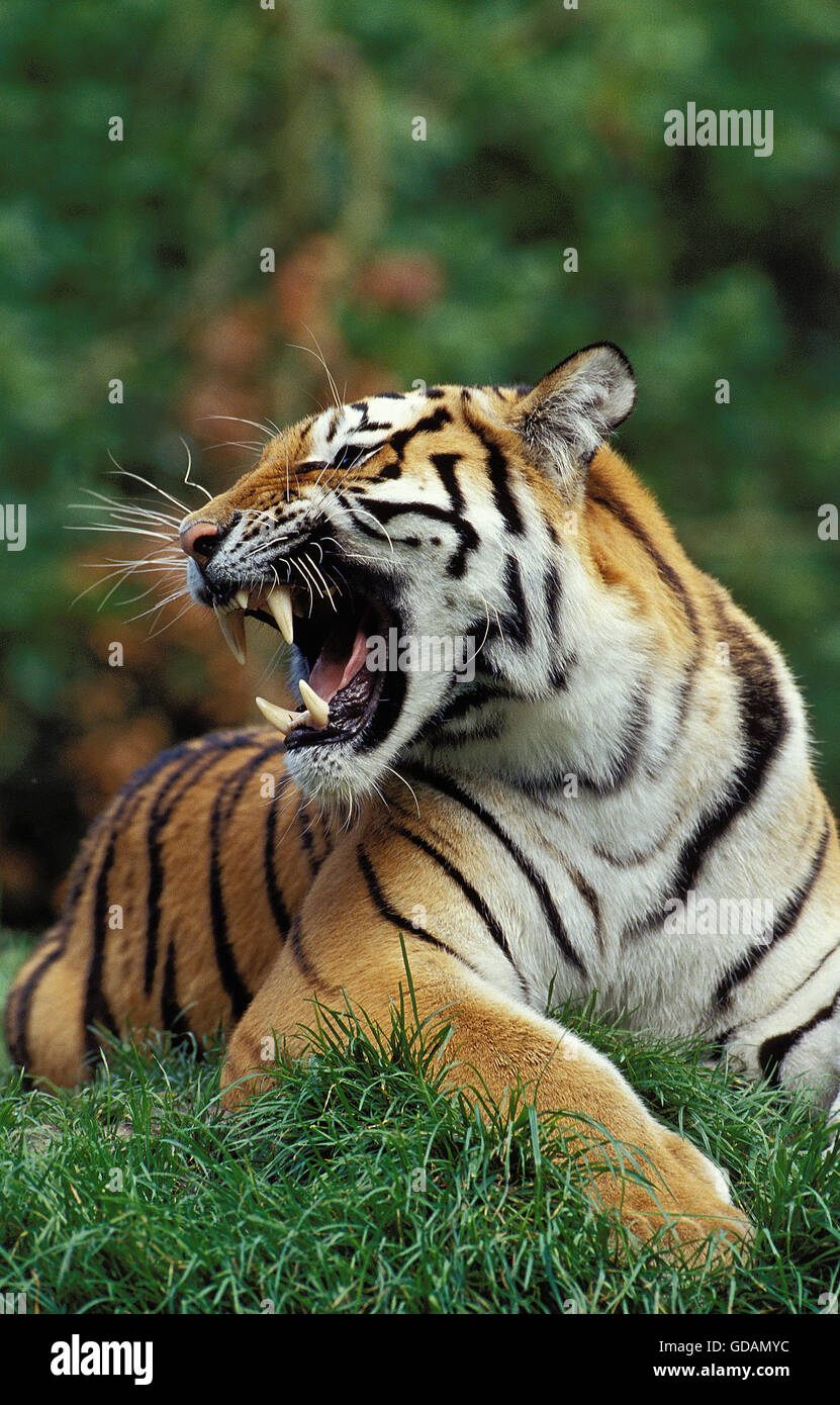 SIBERIAN TIGER panthera tigris altaica, ADULT SNARLING IN THREAT POSTURE Stock Photo - Alamy