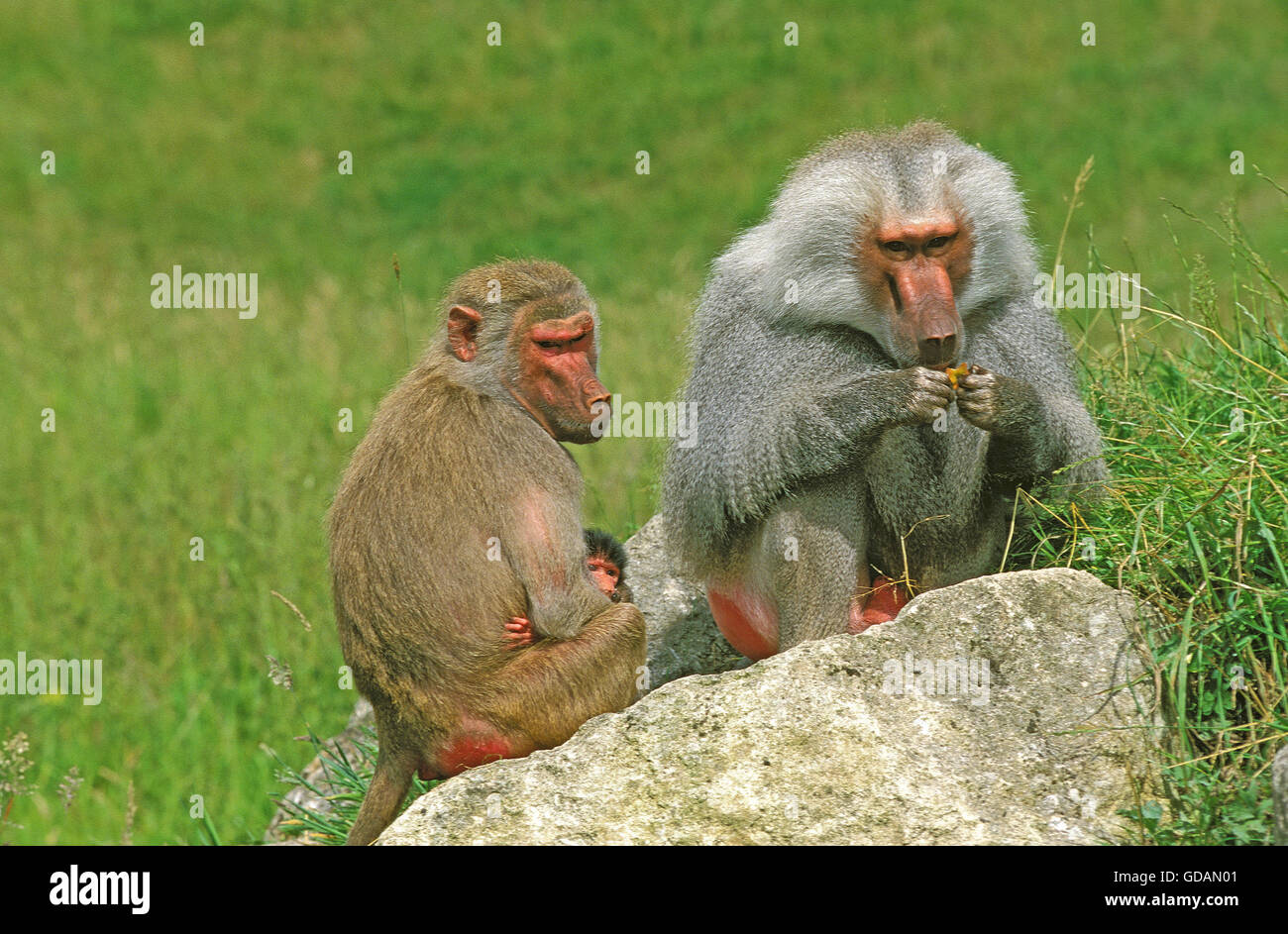 Hamadryas Baboon, papio hamadryas, Male and Female with Young Stock ...