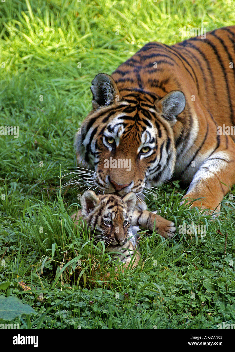 Siberian tiger mother and cub hi-res stock photography and images - Alamy