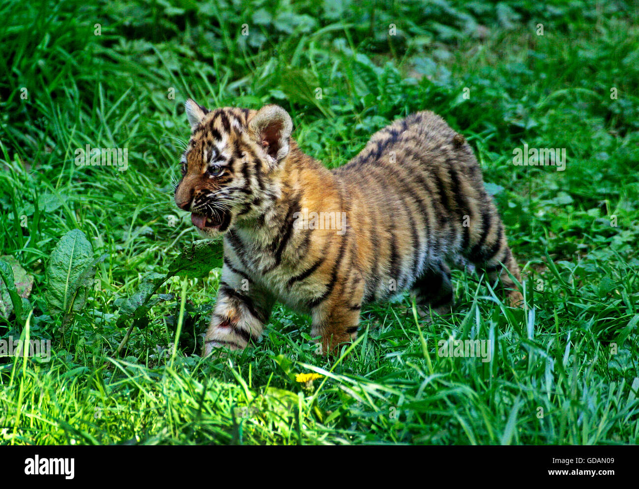 SIBERIAN TIGER panthera tigris altaica, CUB CALLING FOR MOTHER Stock ...