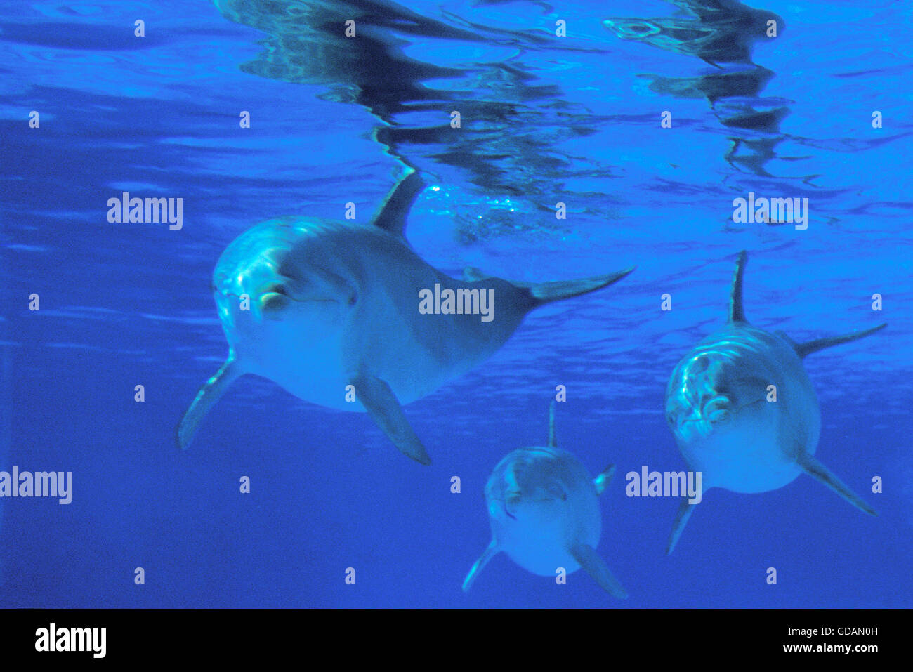 Bottlenose Dolphin, tursiops truncatus, Group, Underwater View Stock ...