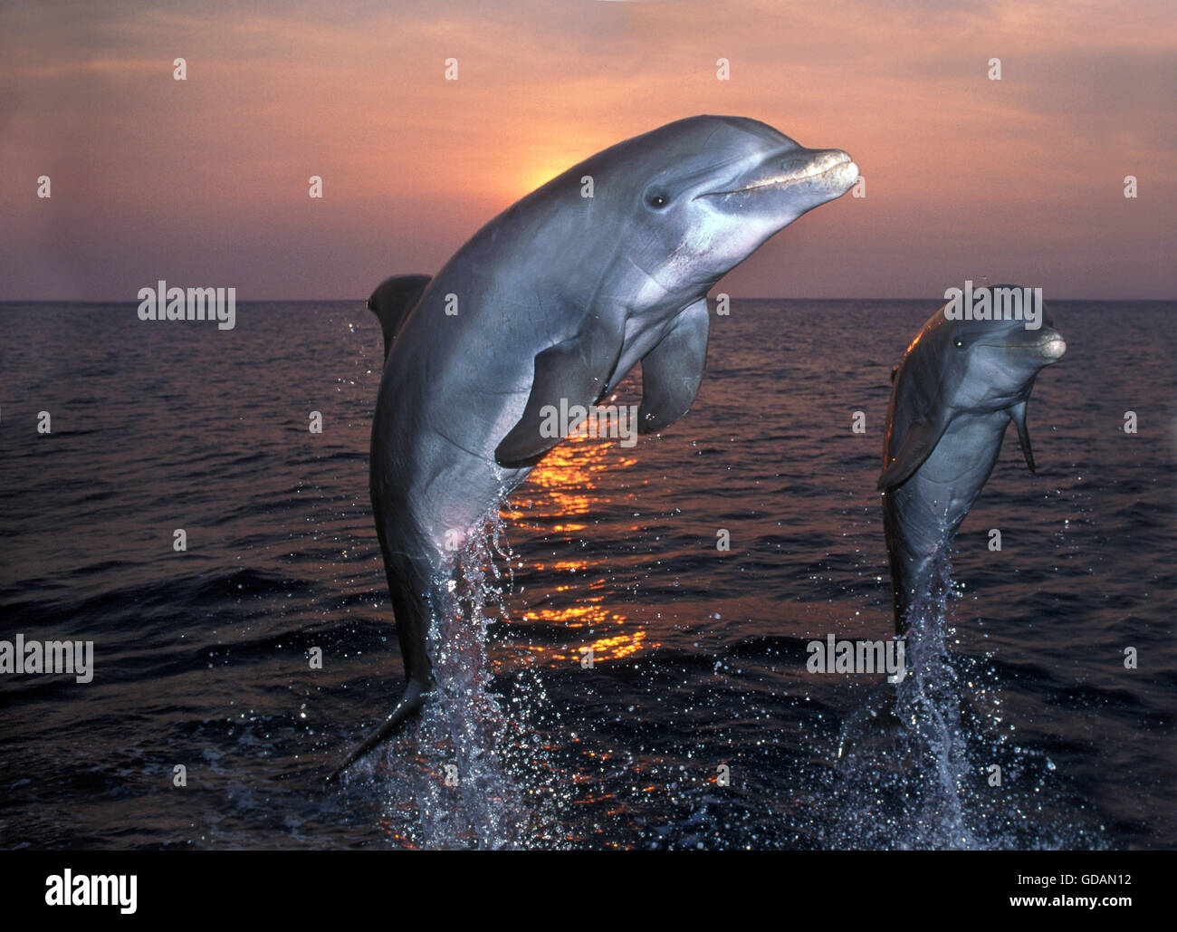 Two leaping bottlenose dolphins honduras hi-res stock photography and ...