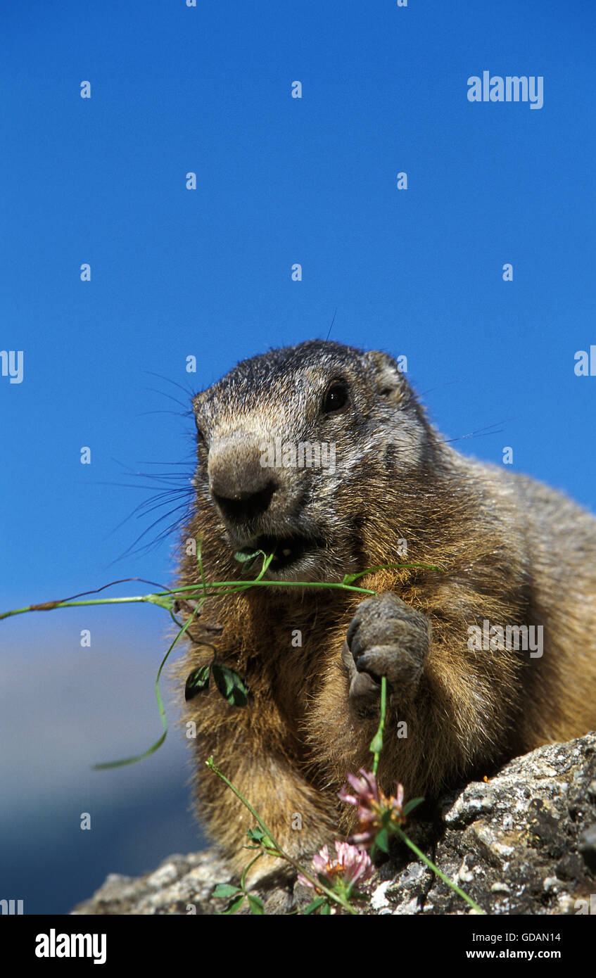 Alpine marmot in the french alps hi-res stock photography and images ...