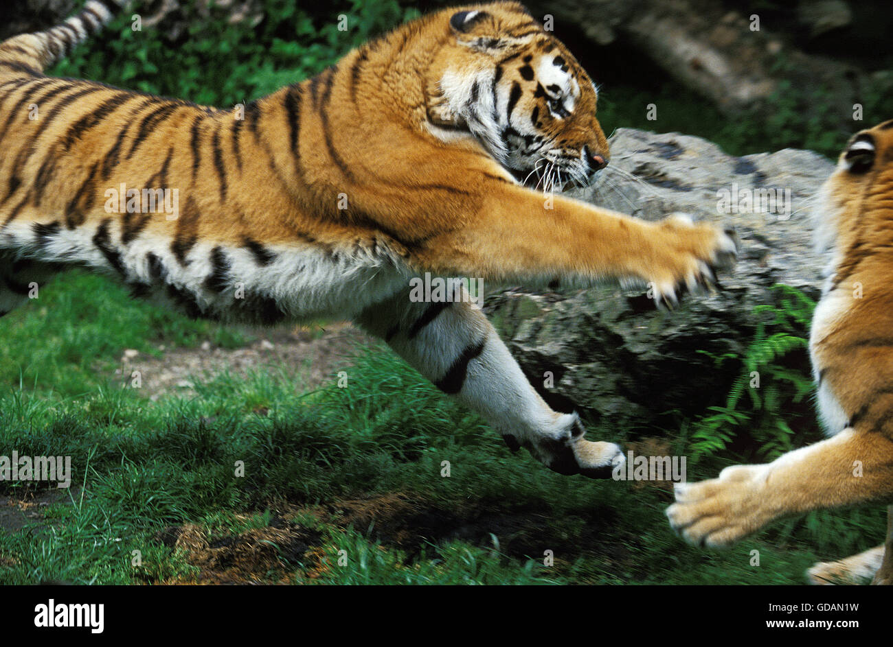 Male and female tigers hi-res stock photography and images - Alamy
