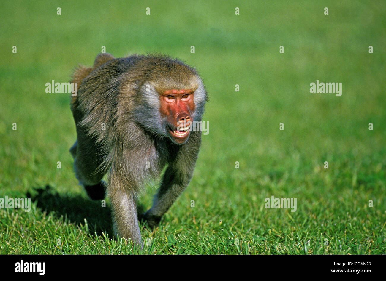 Hamadryas Baboon, papio hamadryas, Female walking on Grass Stock Photo ...