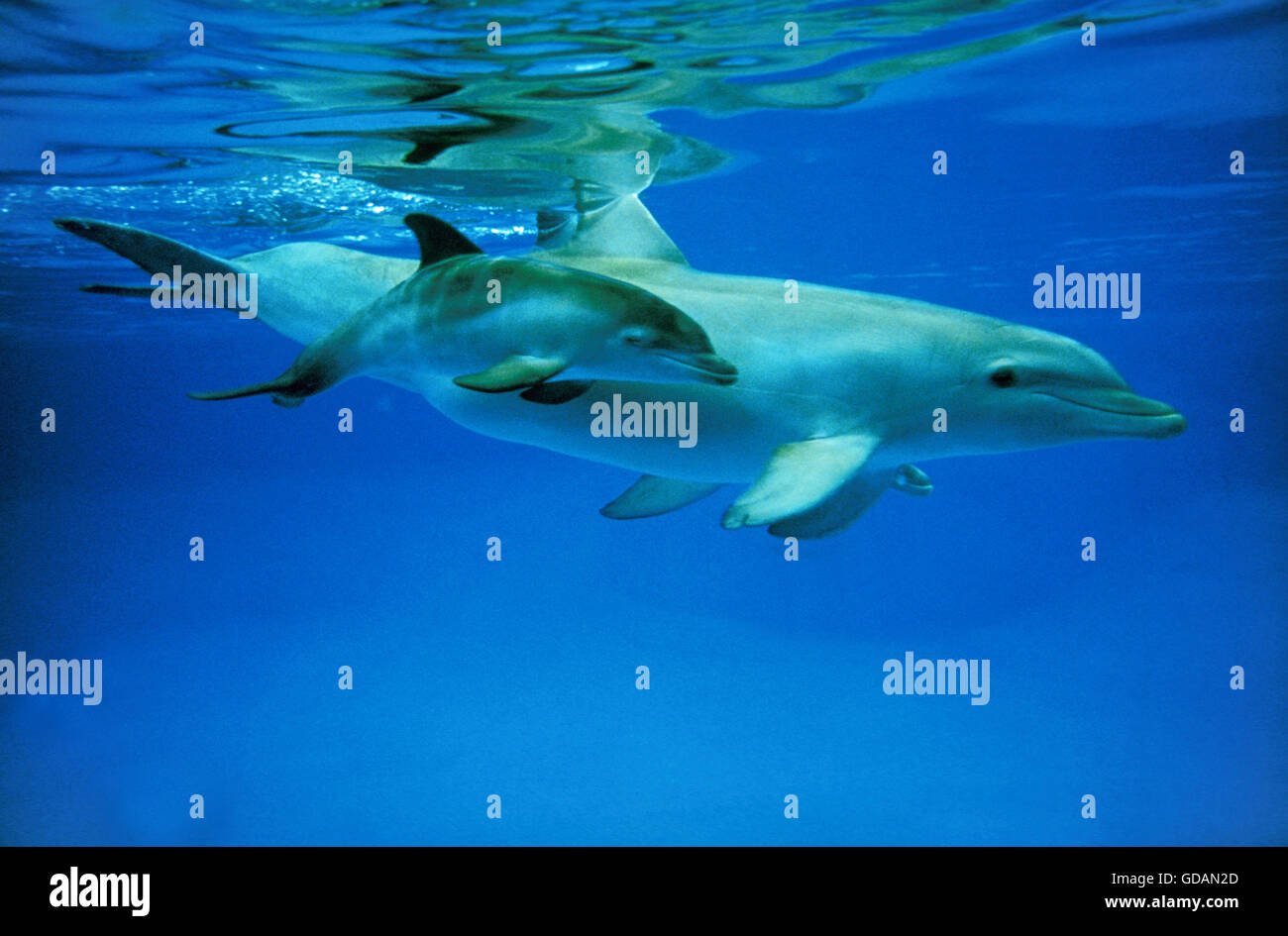 Bottlenose Dolphin, tursiops truncatus, Female with Calf Stock Photo ...