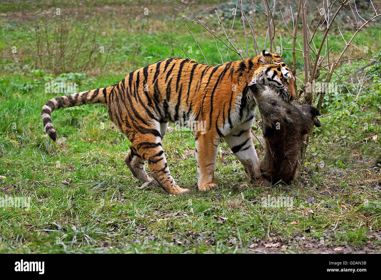 Siberian Tigers Hunting