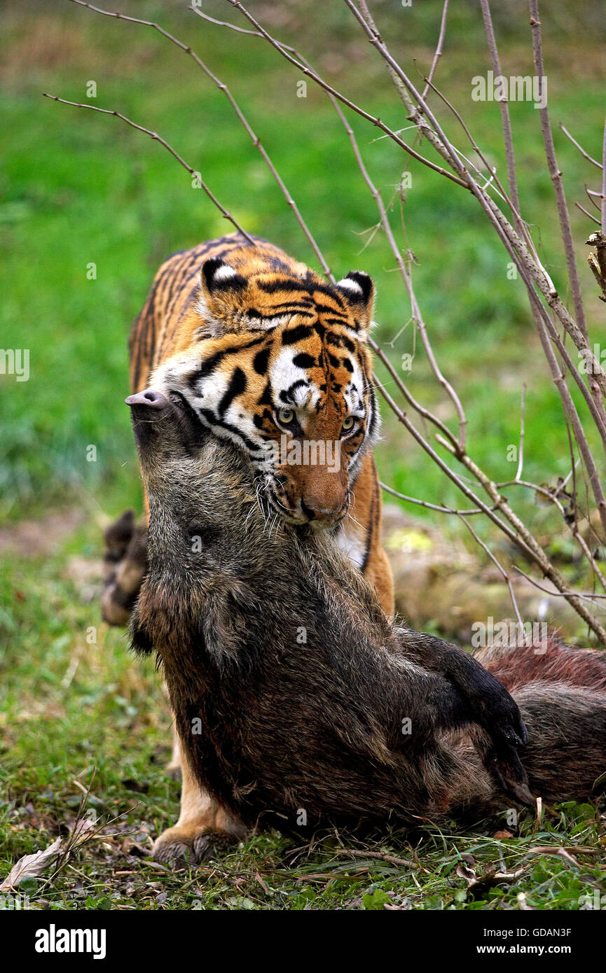 Siberian Tiger, panthera tigris altaica with a Kill, a Wild boar Stock ...
