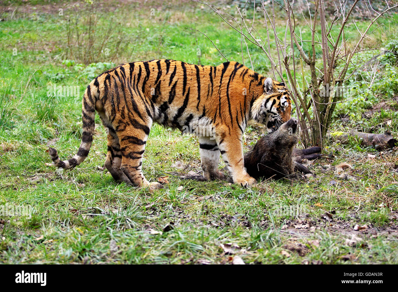 Siberian Tiger, panthera tigris altaica, with a Kill, a Wild Boar Stock ...