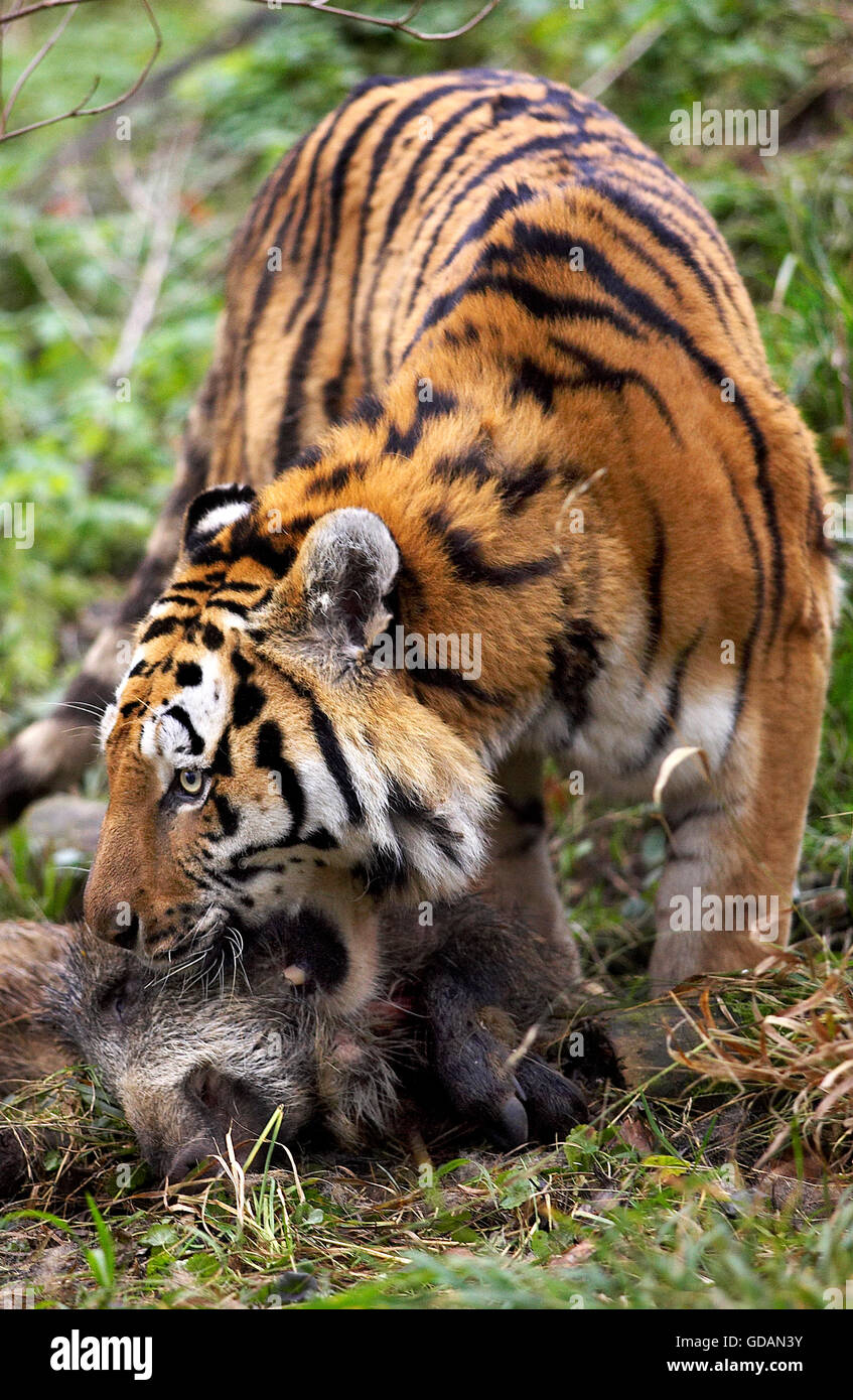 Tiger Vs Wild Boar