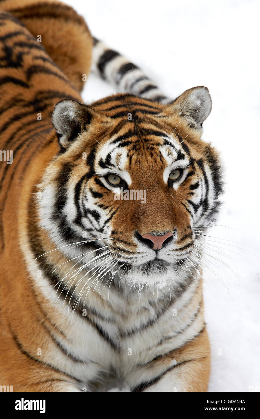 Siberian tiger on snow hi-res stock photography and images - Alamy