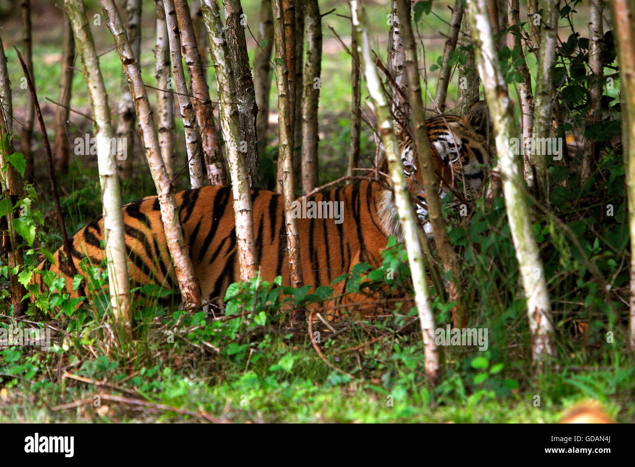 Siberian Tiger, panthera tigris altaica Stock Photo - Alamy