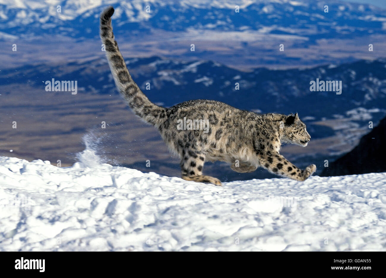 Leopard running side view hi-res stock photography and images - Alamy