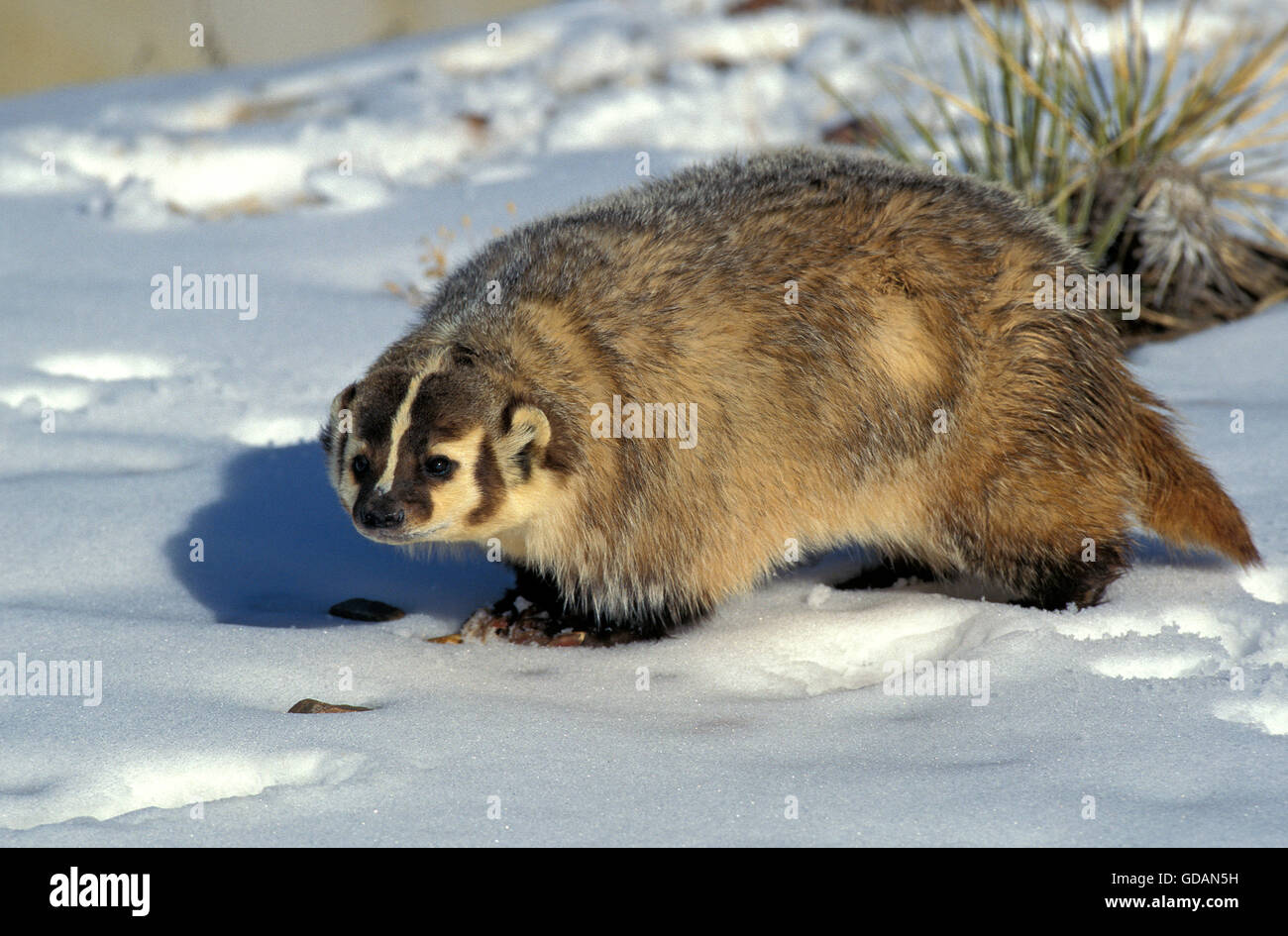 American badger snow hi-res stock photography and images - Alamy