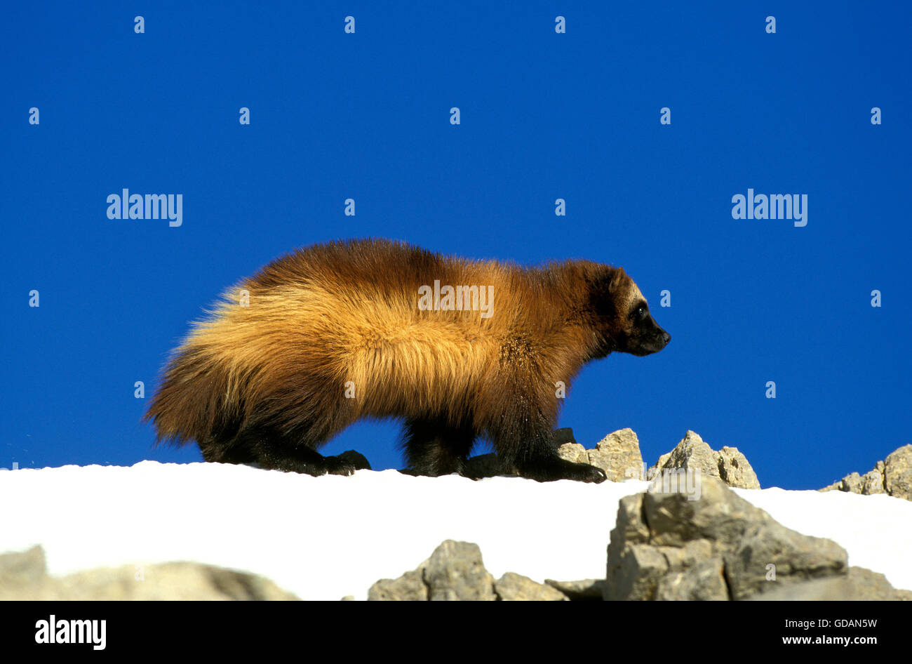 North american wolverine gulo gulo hi-res stock photography and images ...