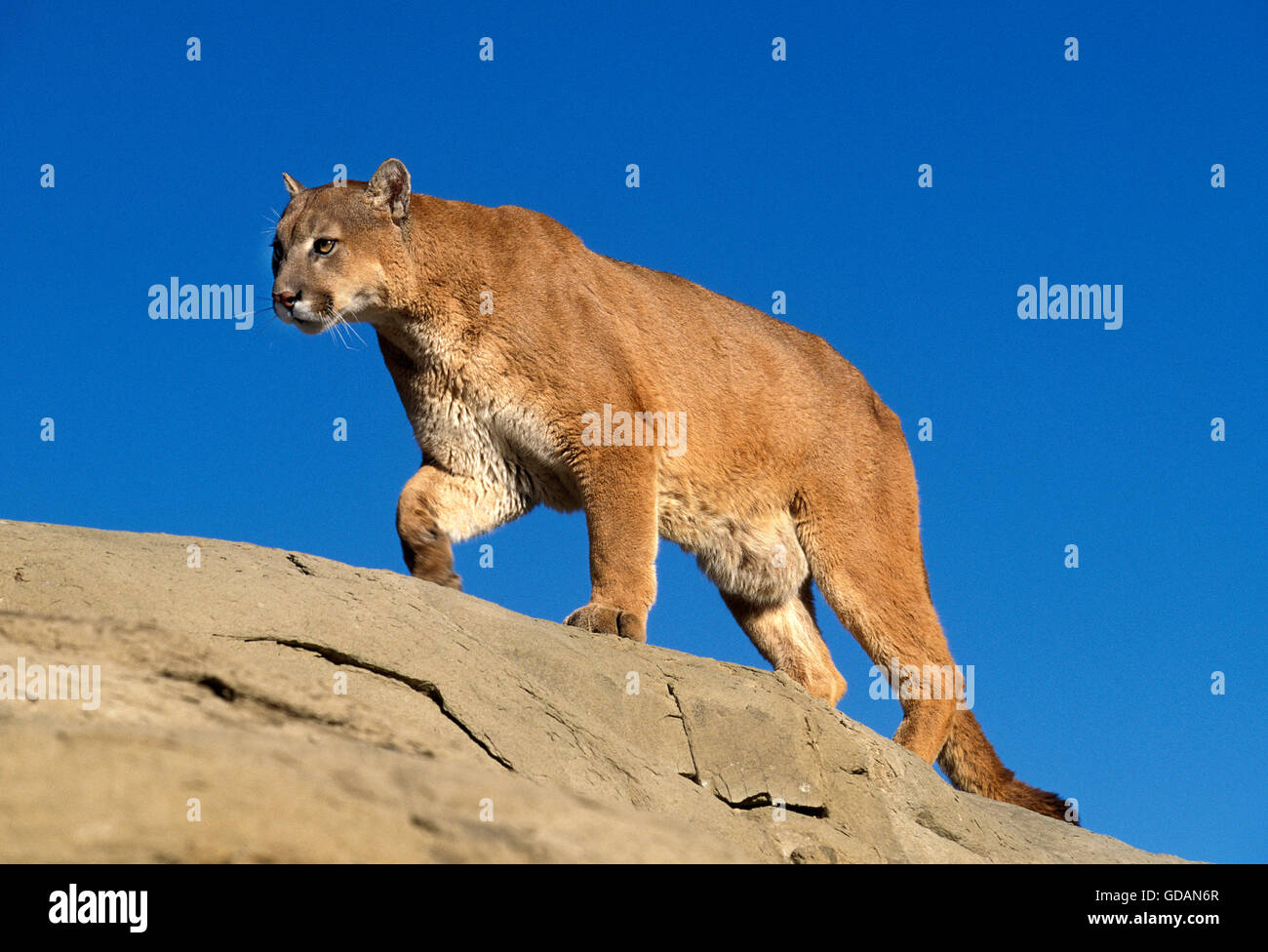 Cougars on rocks hi-res stock photography and images - Alamy