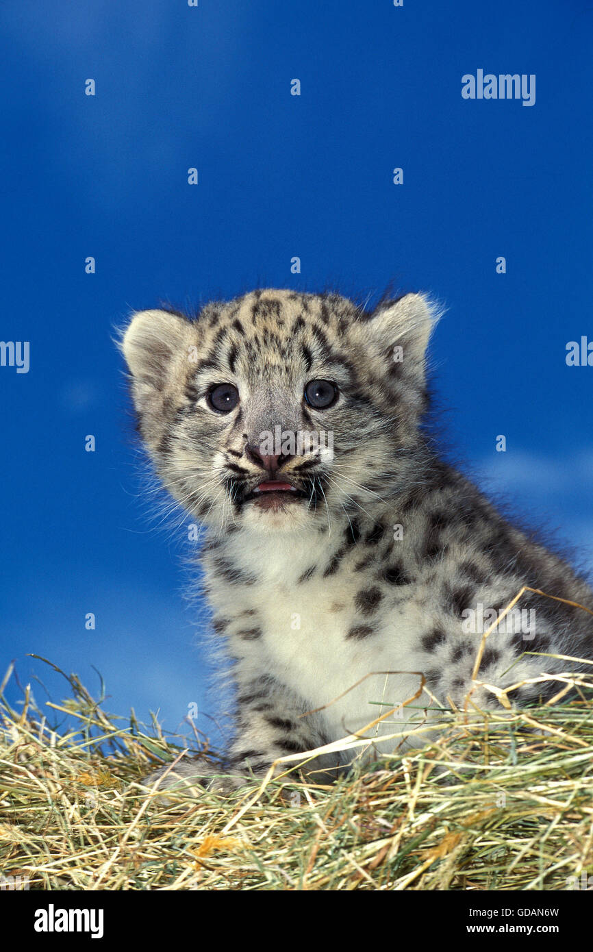 Panthera uncia portrait hi-res stock photography and images - Alamy