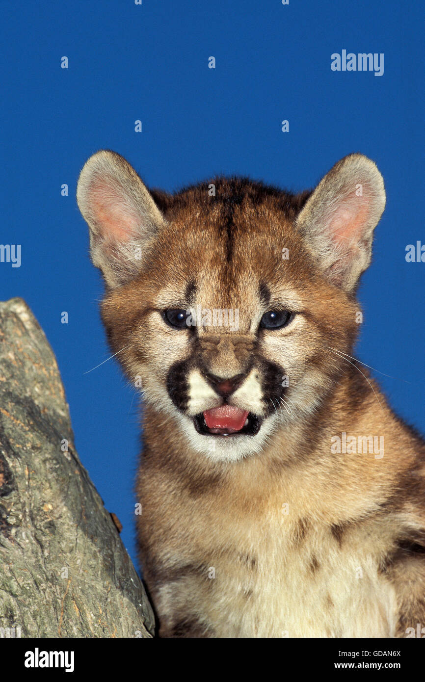 Cougar felis concolor juvenile hi-res stock photography and images - Alamy