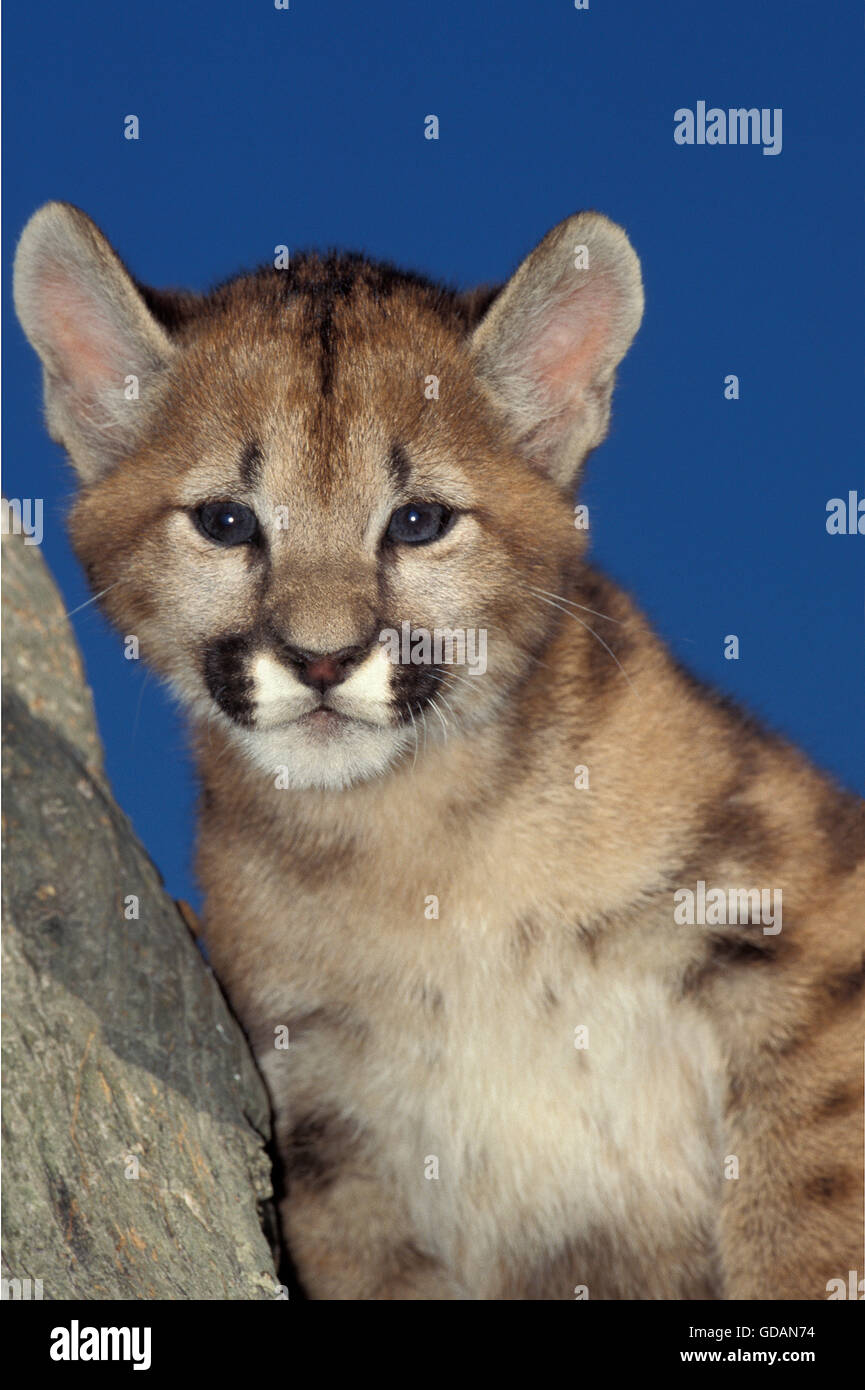Cougar felis concolor juvenile hi-res stock photography and images - Alamy