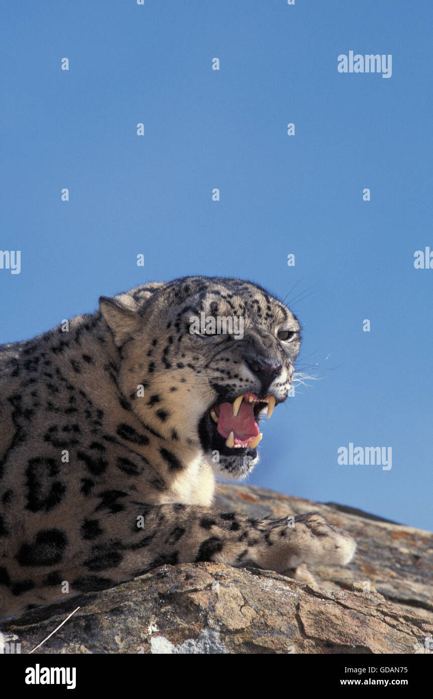 Snow Leopard or Ounce, uncia uncia, Portrait of Adult Snarling Stock ...