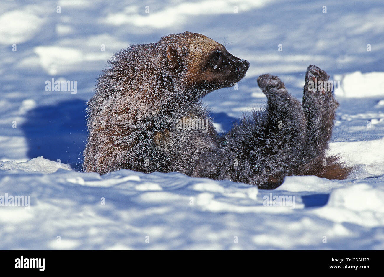 North american wolverines hi-res stock photography and images - Alamy
