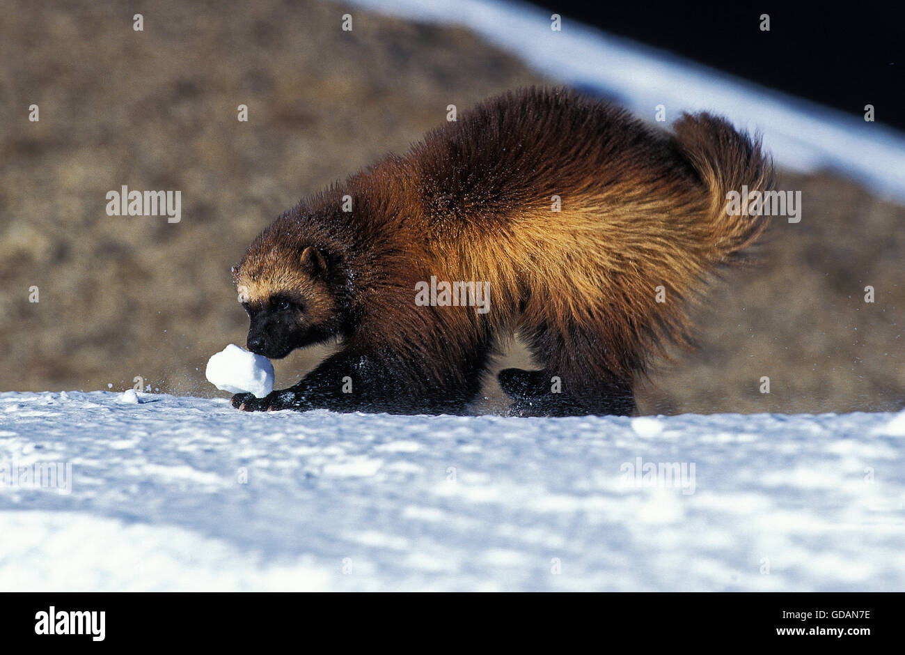 NORTH AMERICAN WOLVERINE gulo gulo luscus, ADULT PLAYING WITH SNOW BALL ...