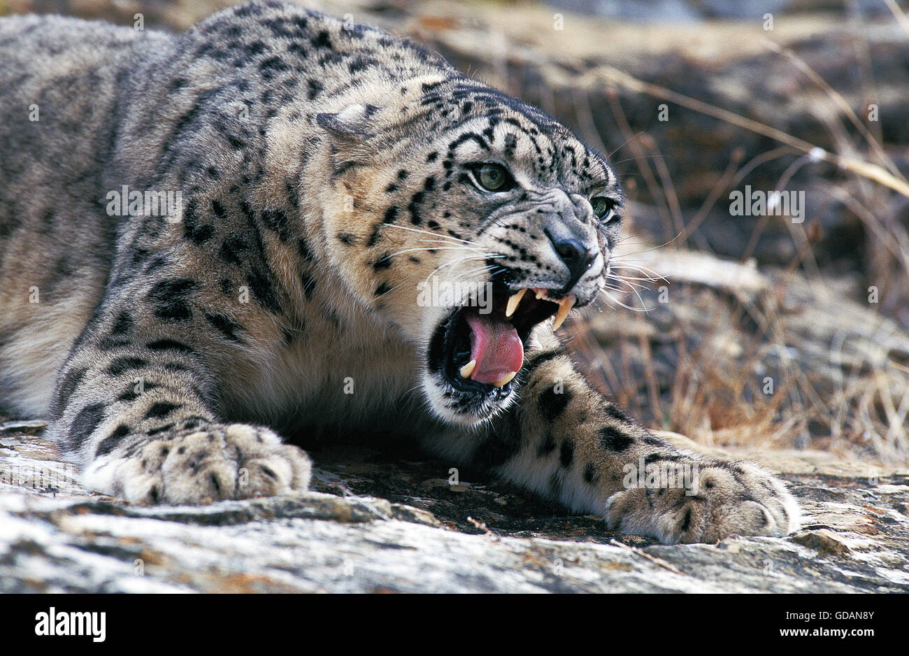 Leopard Aggressive Stock Photos & Leopard Aggressive Stock Images - Alamy Leopard Aggressive Stock Photos & Leopard Aggressive Stock Images - Alamy
