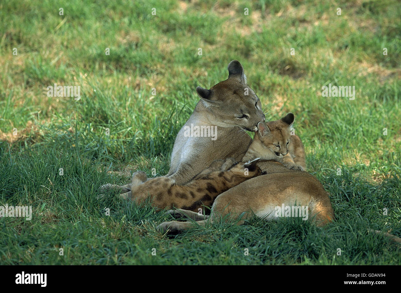 Puma cub nursing hi-res stock photography and images - Alamy