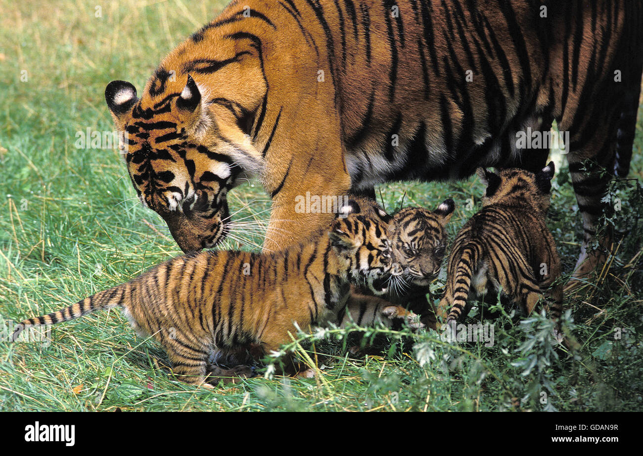 Female sumatran tiger panthera tigris hi-res stock photography and ...