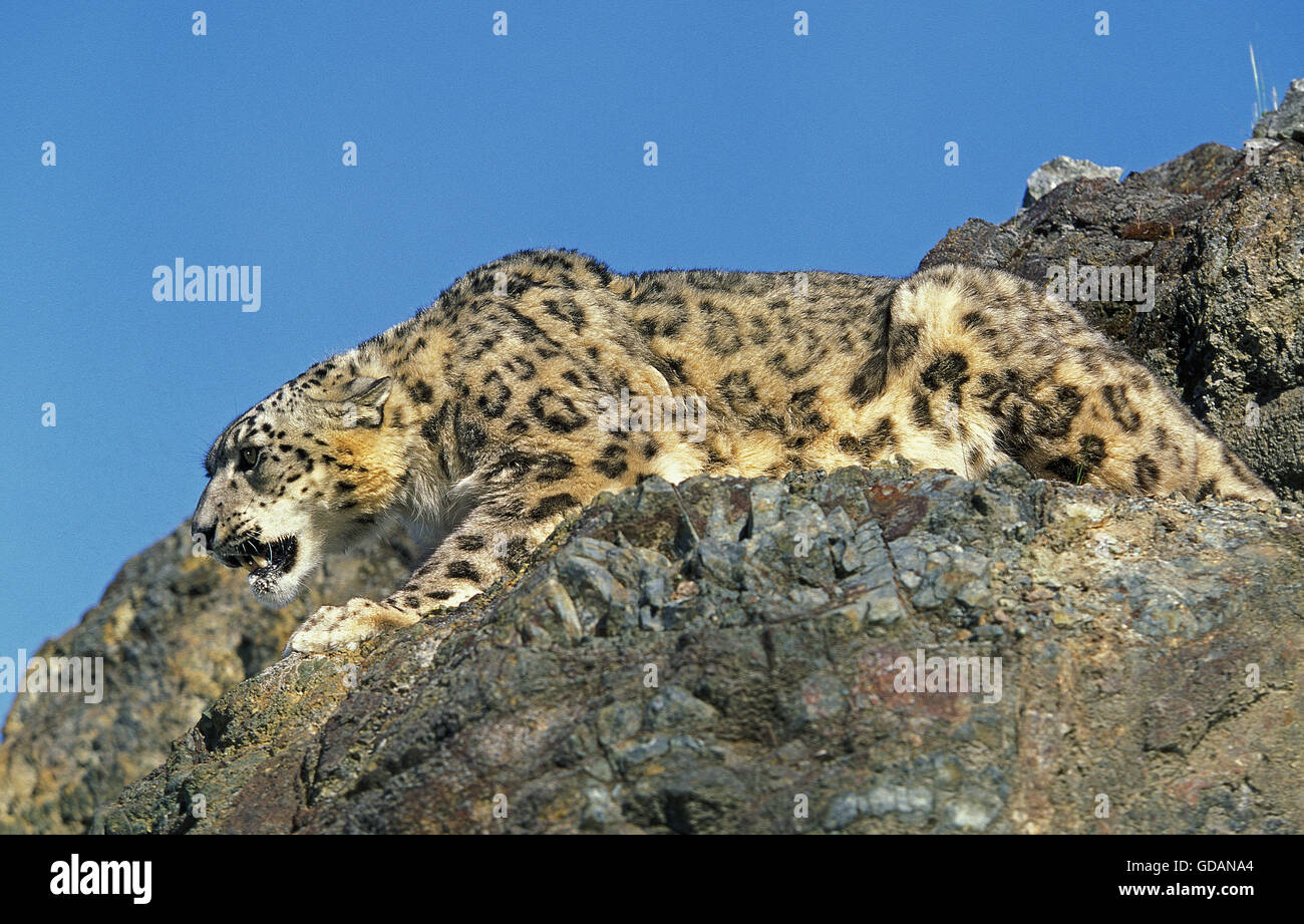Snow leopard lies hi-res stock photography and images - Alamy