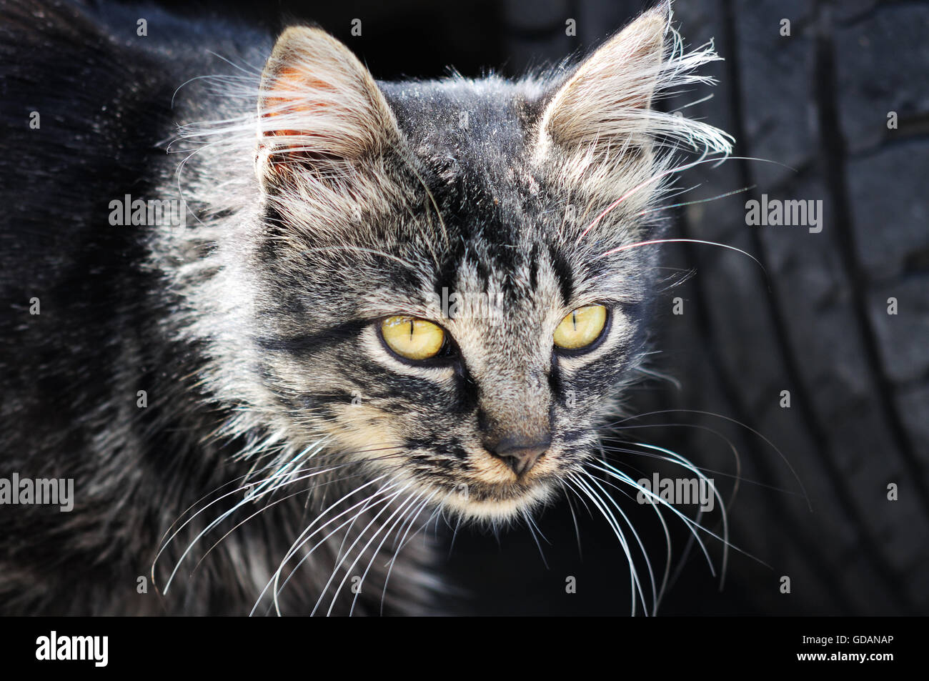 Dramatic head on close up hi-res stock photography and images - Alamy