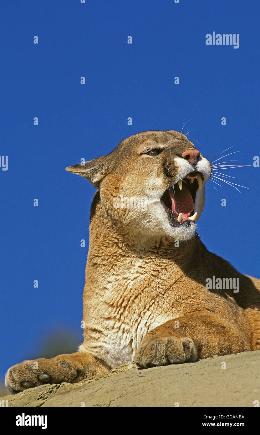 COUGAR puma concolor, ADULT SNARLING ON ROCK, MONTANA Stock Photo - Alamy