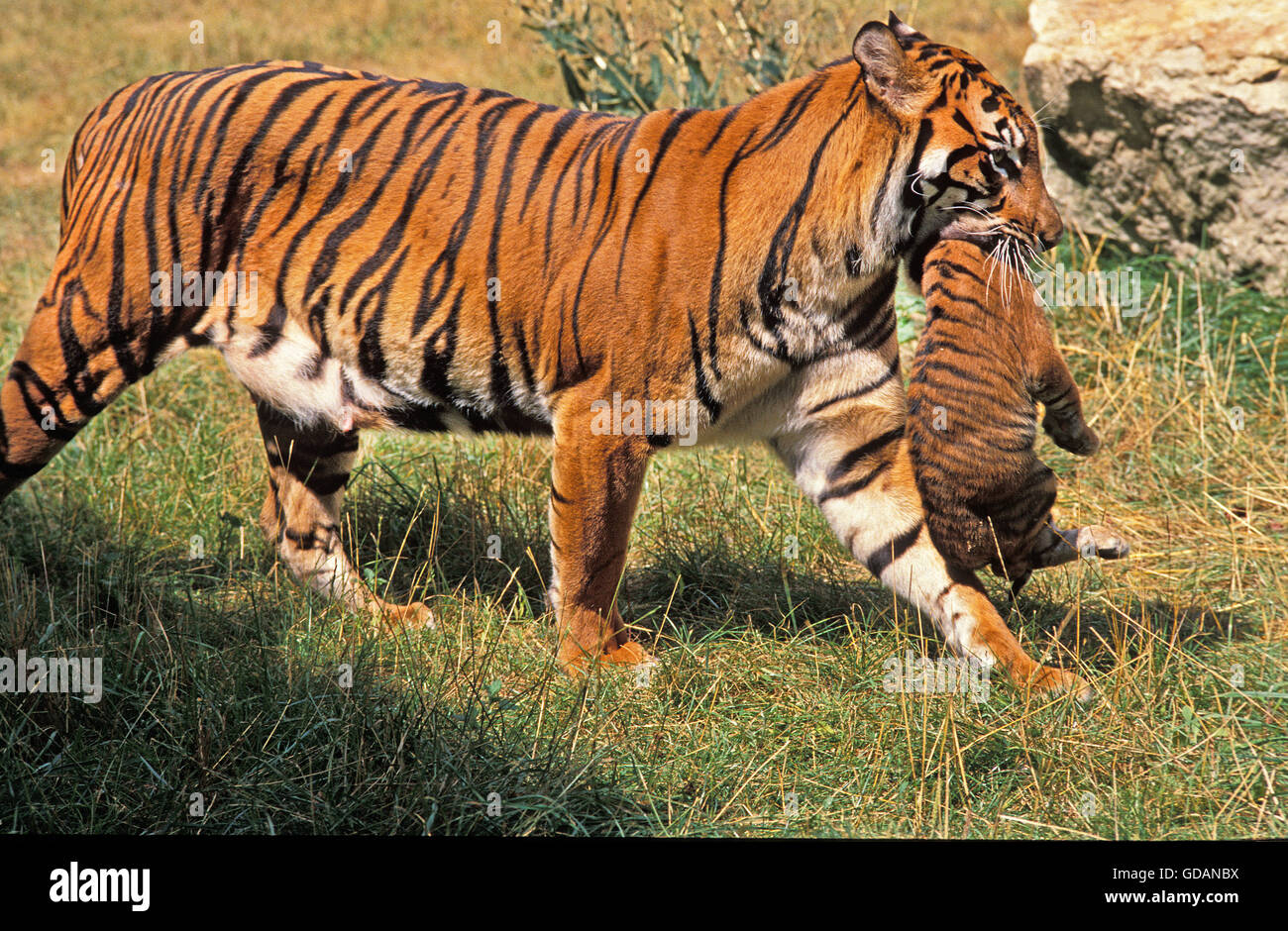Sumatran tiger baby not cub hi-res stock photography and images - Alamy