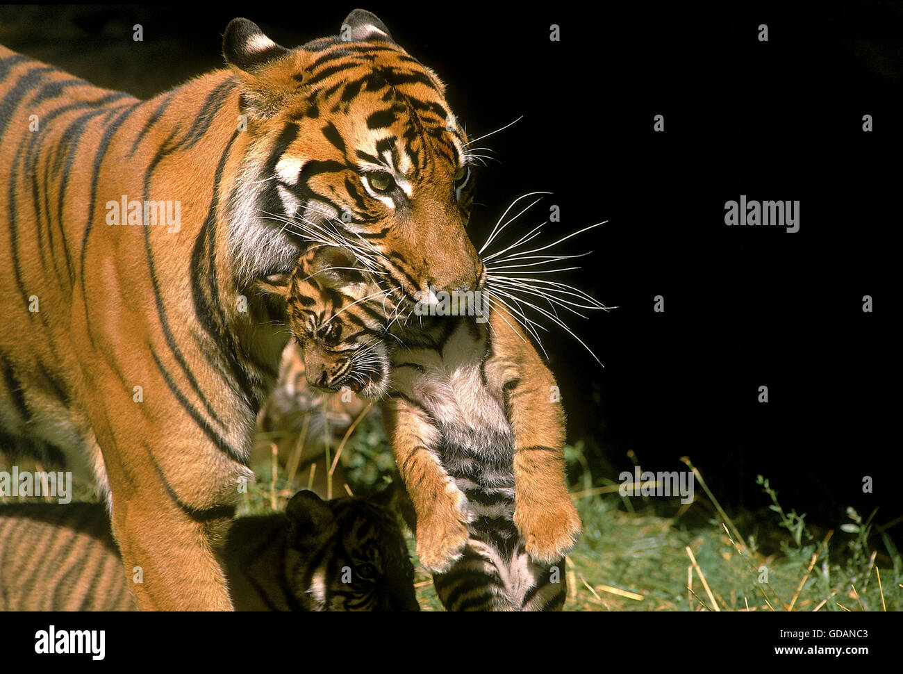 SUMATRAN TIGER panthera tigris sumatrae, FEMALE CARRYING BABY IN MOUTH ...