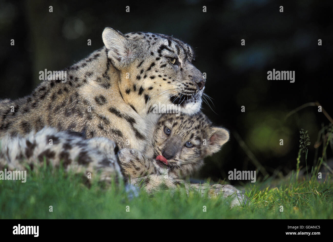 Two snow leopards adult cub hi-res stock photography and images - Alamy