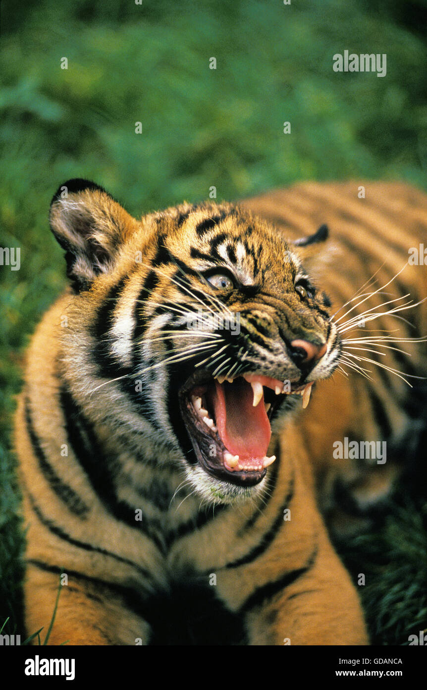 Sumatran Tiger, panthera tigris sumatrae, Cub snarling Stock Photo - Alamy