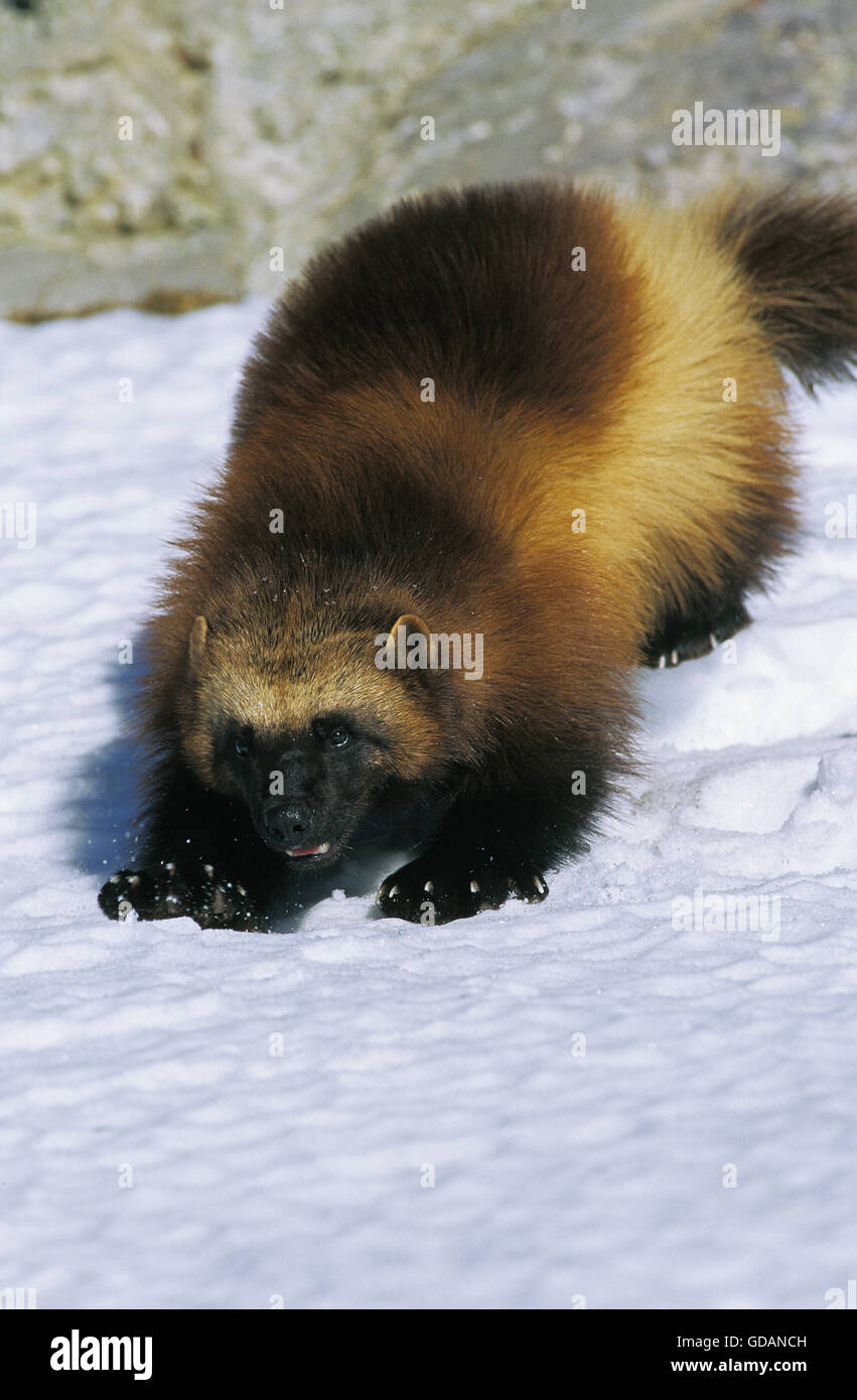 Gulo luscus hi-res stock photography and images - Alamy