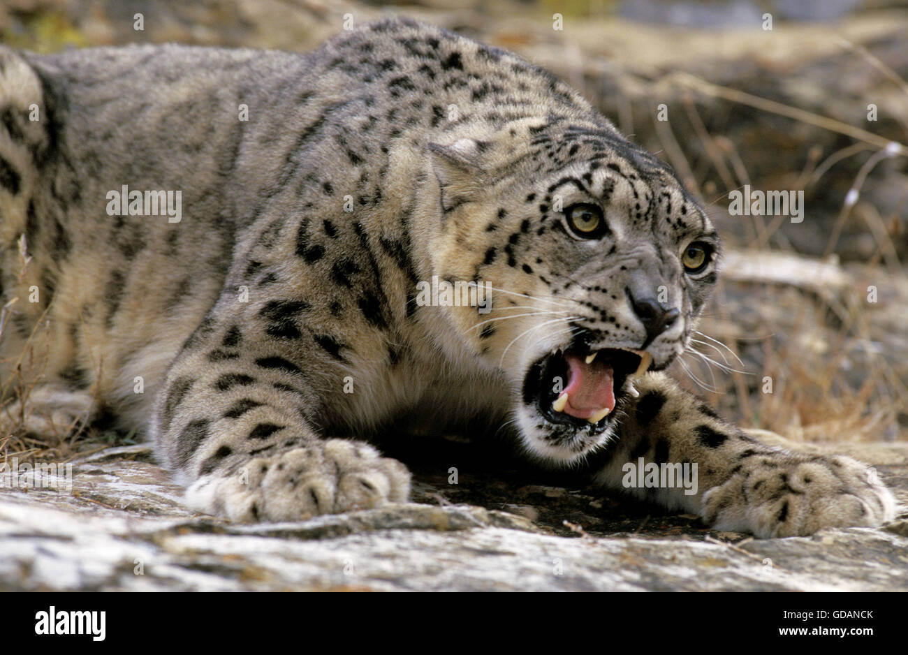 Growling in snow hi-res stock photography and images - Alamy