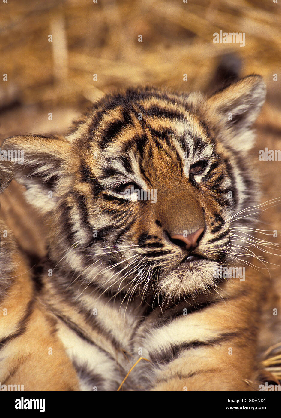 SUMATRAN TIGER panthera tigris sumatrae, HEAD OF CUB Stock Photo - Alamy