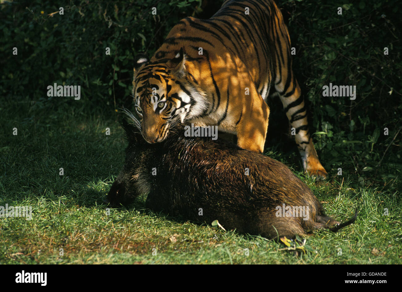 Tiger Vs Wild Boar