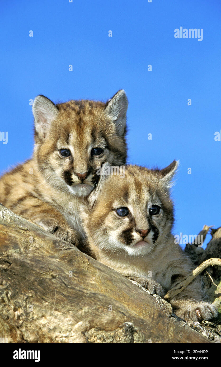 Cougar felis concolor juvenile hi-res stock photography and images - Alamy